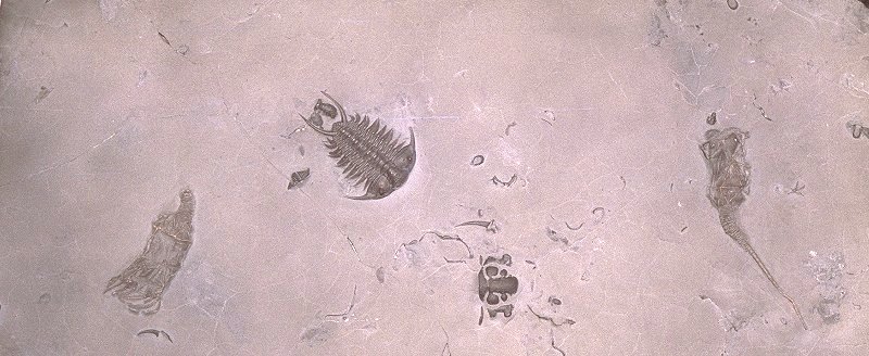 Rich's Photo Album - Ceraurus/Crinoid Plate