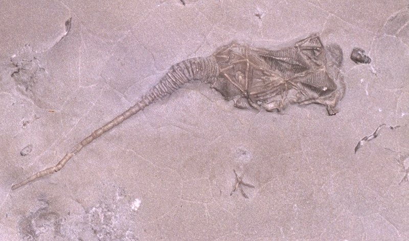 Rich's Photo Album - Ceraurus/Crinoid Plate