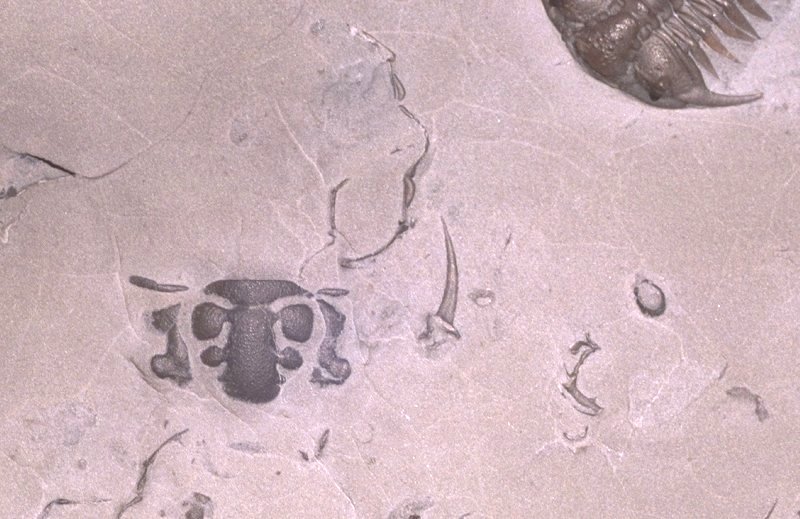 Rich's Photo Album - Ceraurus/Crinoid Plate