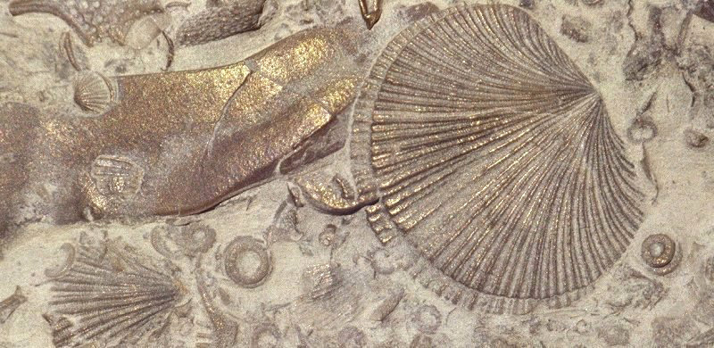 Rich's Photo Album - Sea Bed Plate