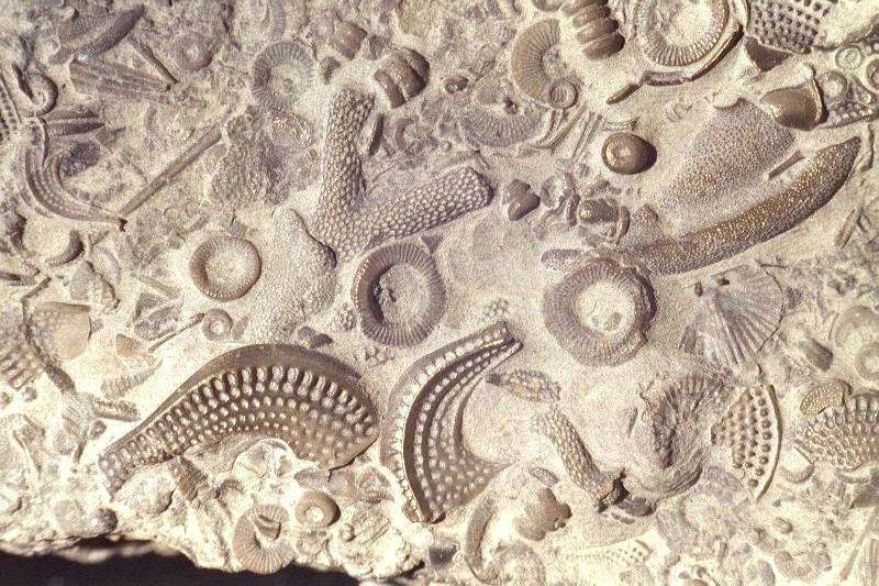 Rich's Photo Album - Sea Bed Plate